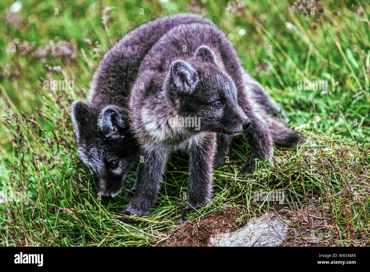 Grey fox cub hi-res stock photography and images - Alamy