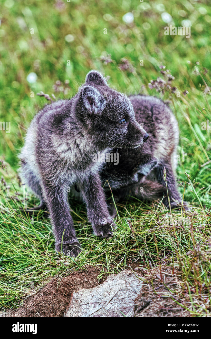 Grey fox cub hi-res stock photography and images - Alamy