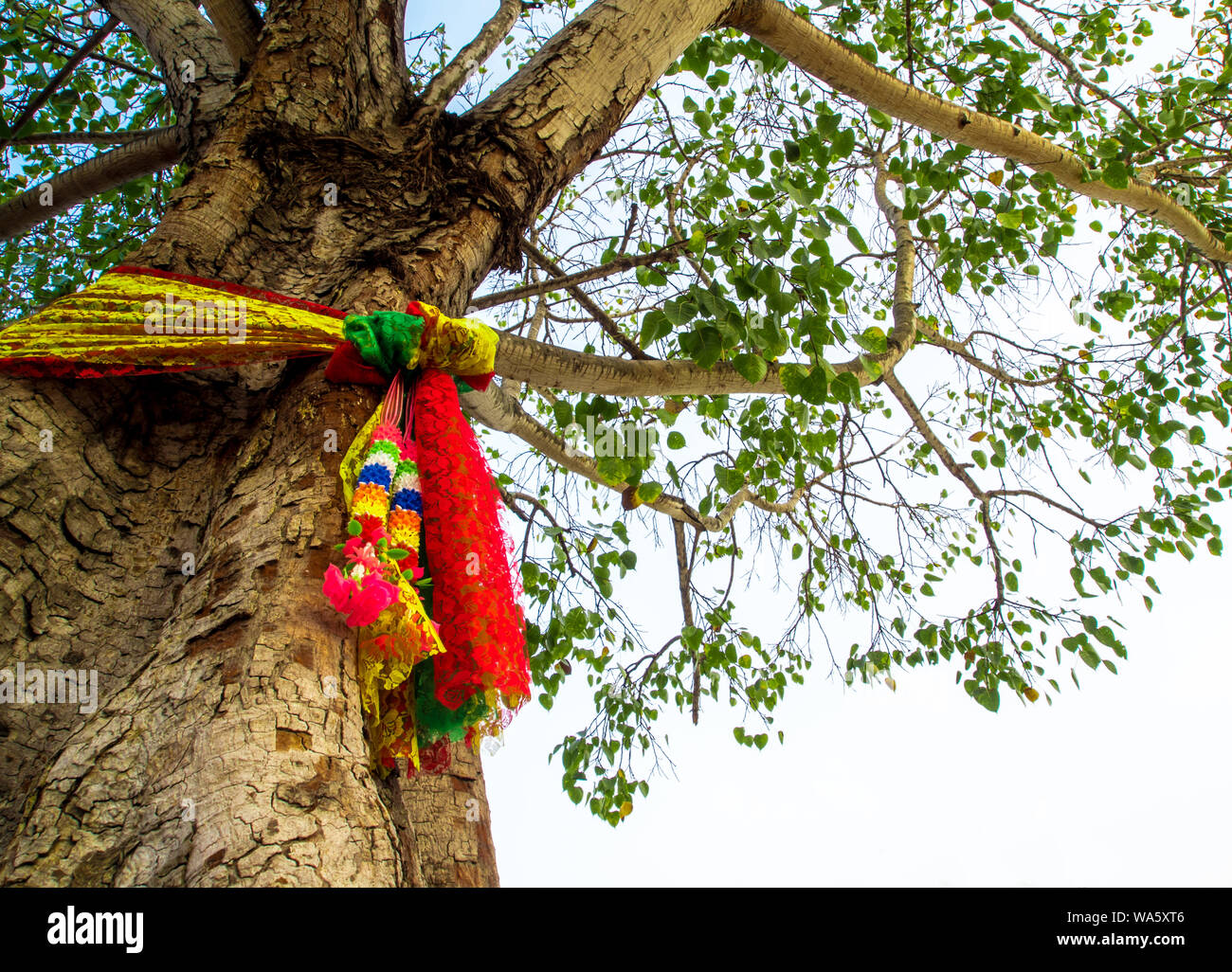 The worship with colored ribbons at the holy bodhi tree Stock Photo - Alamy