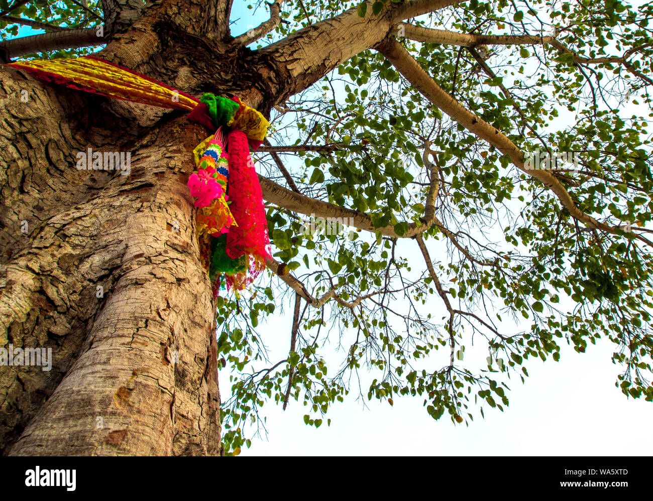 The worship with colored ribbons at the holy bodhi tree Stock Photo - Alamy