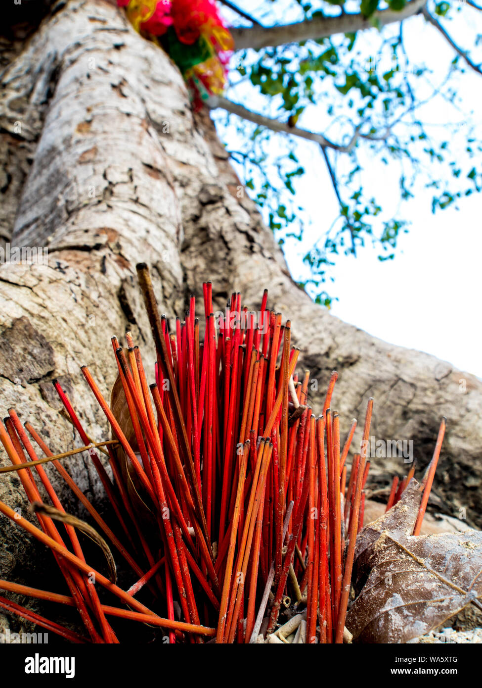 The worship with colored ribbons and incense sticks at the holy tree ...