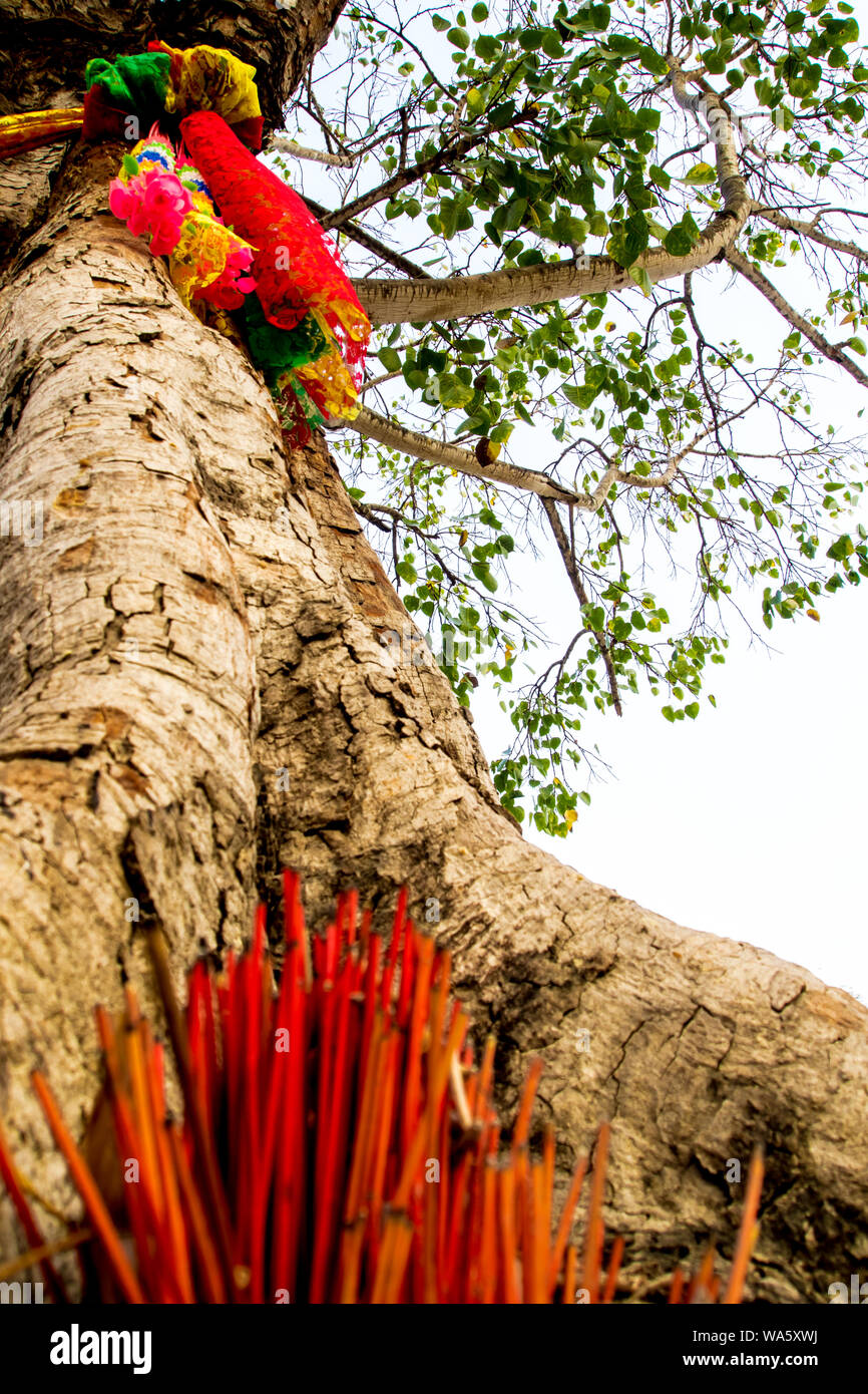 The worship with colored ribbons and incense sticks at the holy tree ...