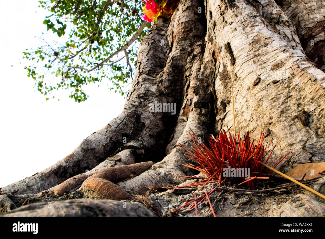 The worship with colored ribbons and incense sticks at the holy tree ...