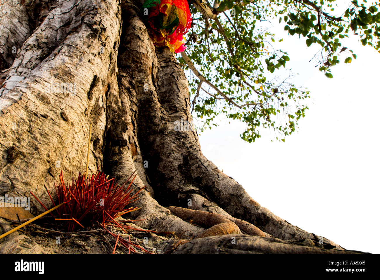 The worship with colored ribbons and incense sticks at the holy tree ...