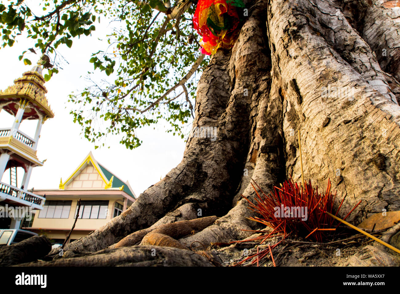 The worship with colored ribbons and incense sticks at the holy tree ...