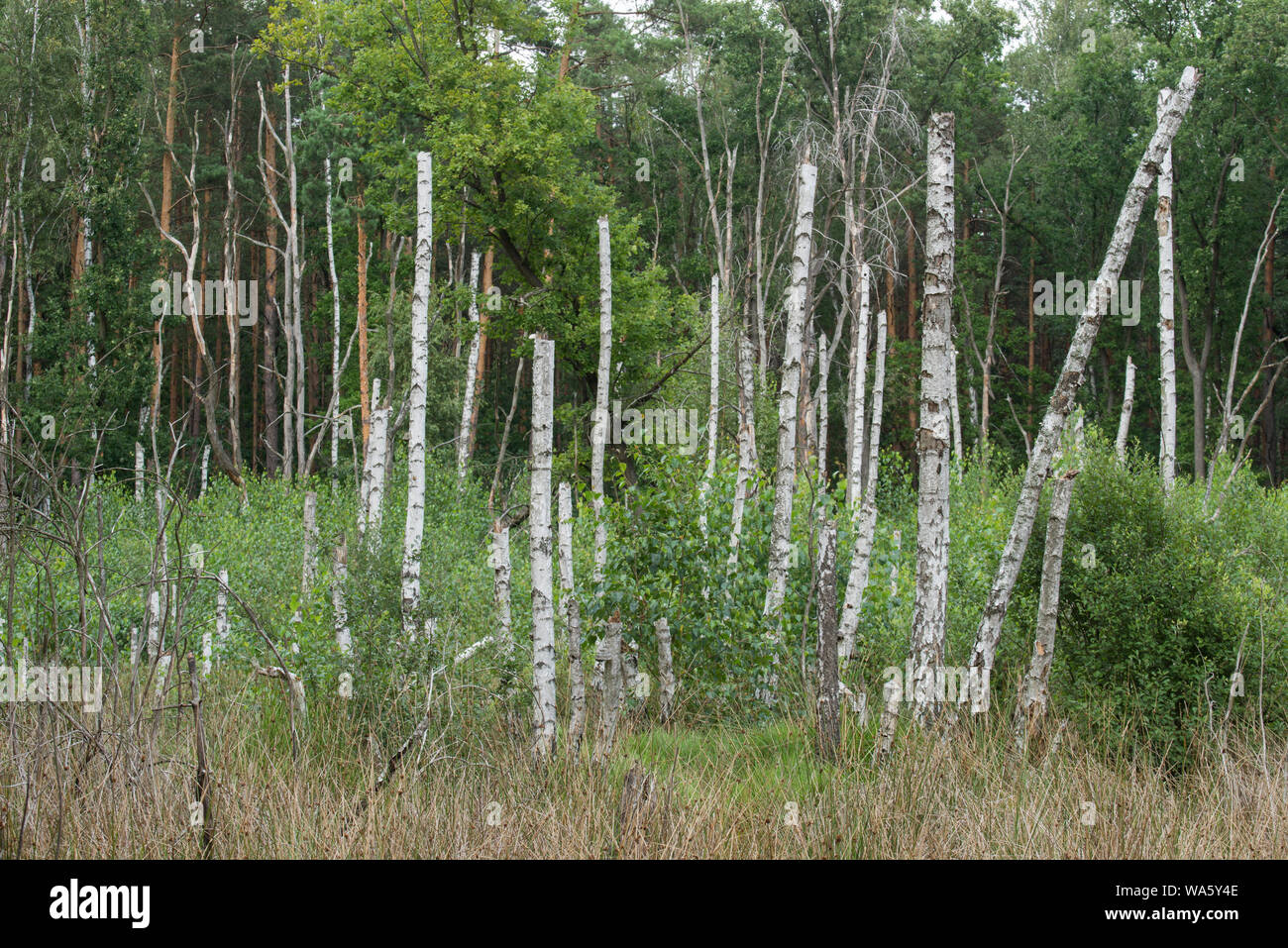 Wetland birch tree hi-res stock photography and images - Alamy