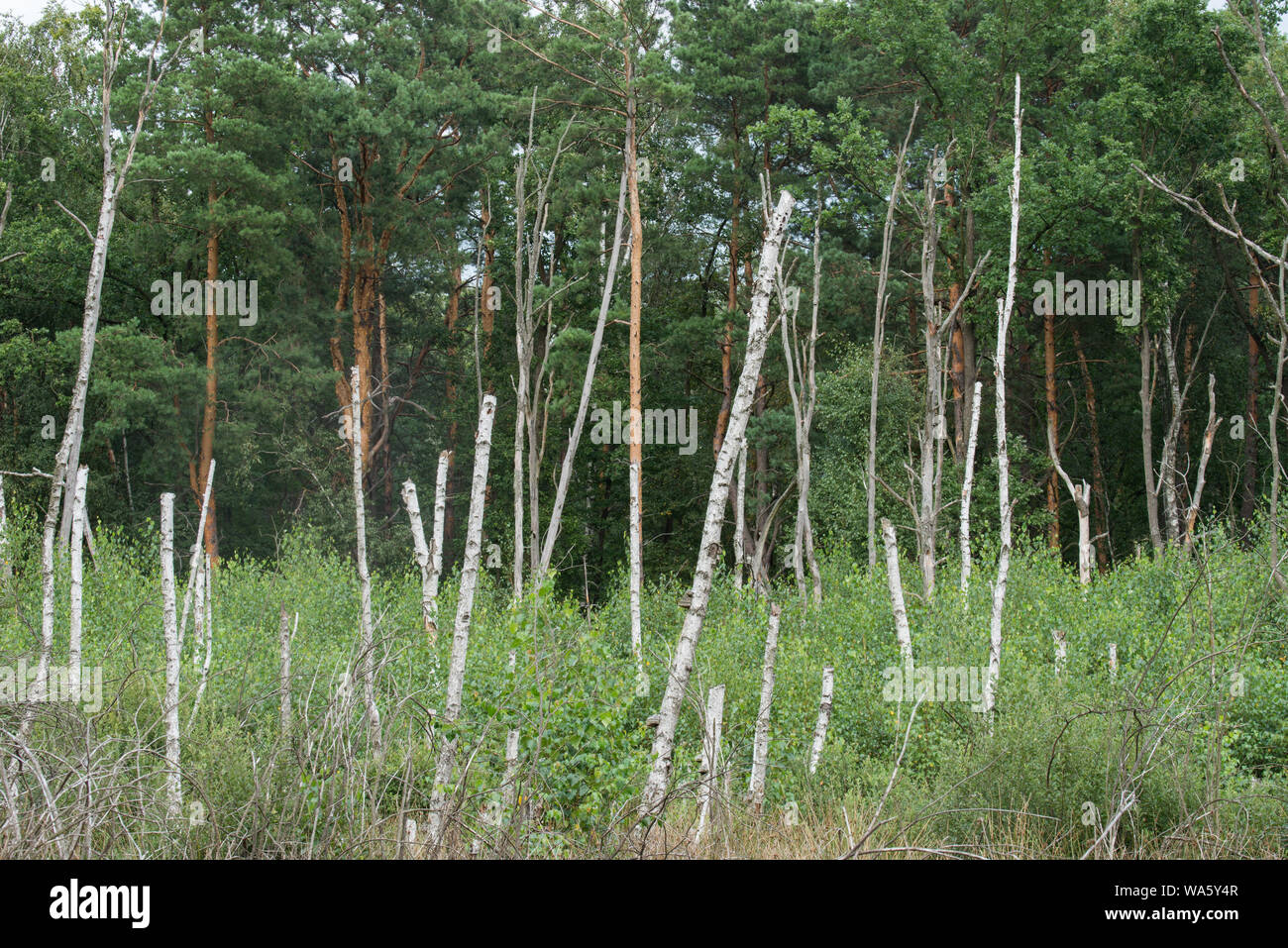 birch trees in wetland on summer day, Poland, Europe Stock Photo - Alamy