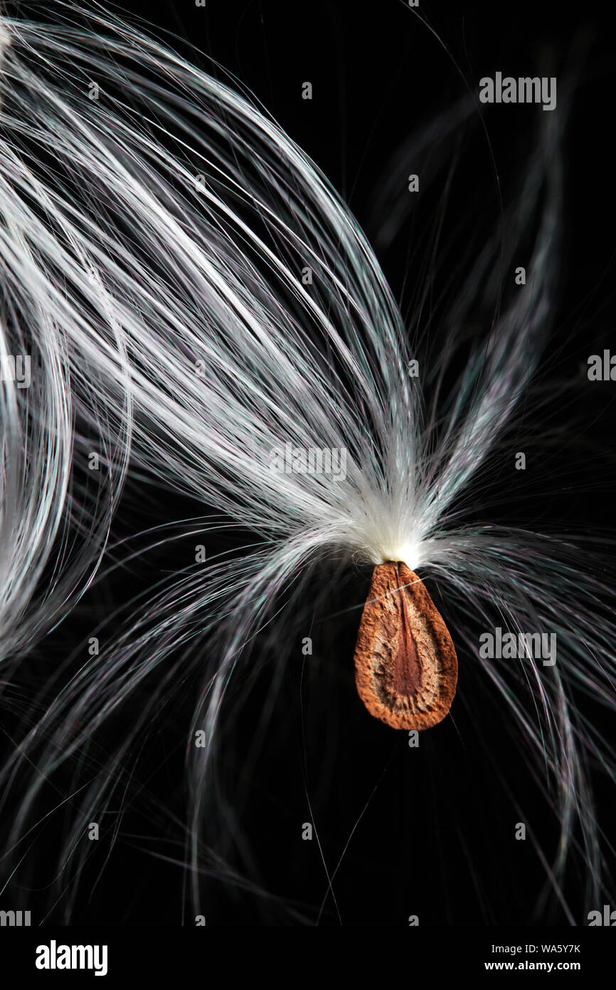 Milkweed pod hi-res stock photography and images - Alamy