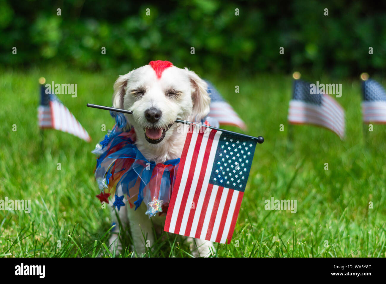 Small dog with red mohawk holding the american flag in mouth outside ...