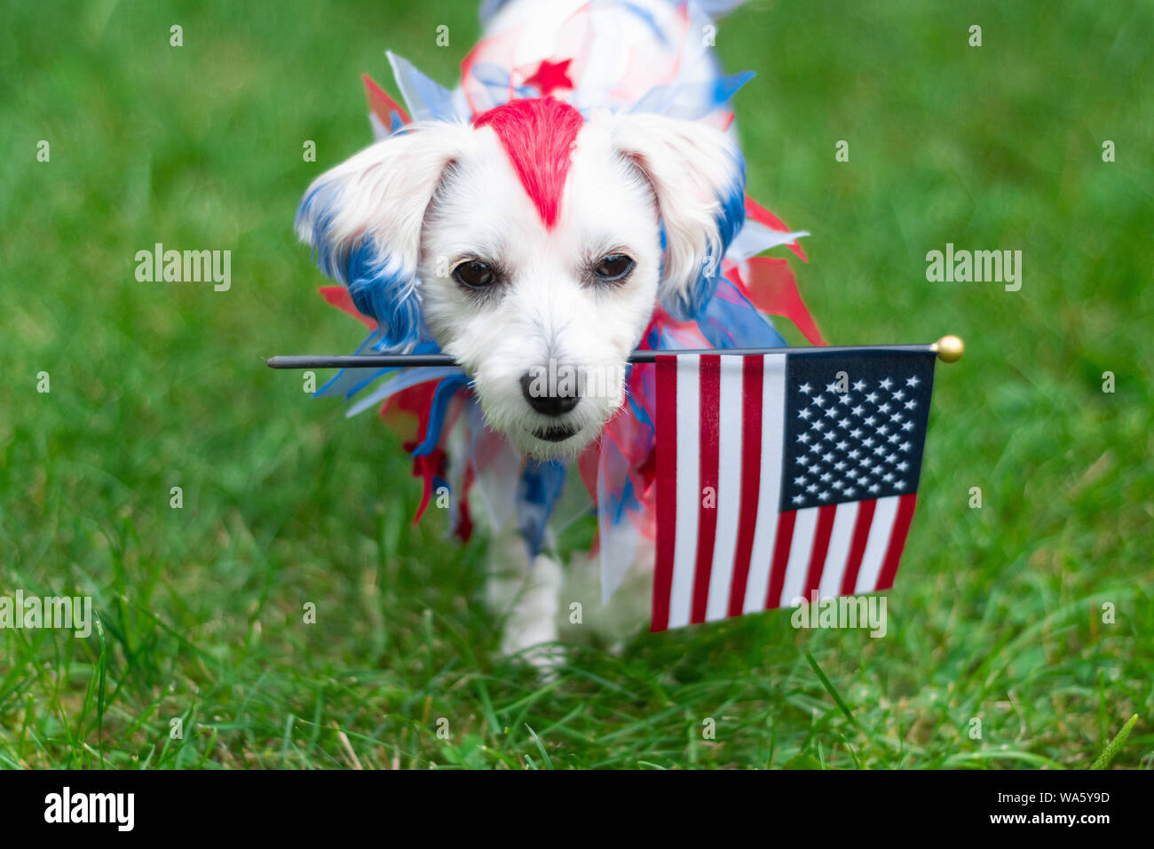 Small colorful dog holding the american flag while walking and looking ...