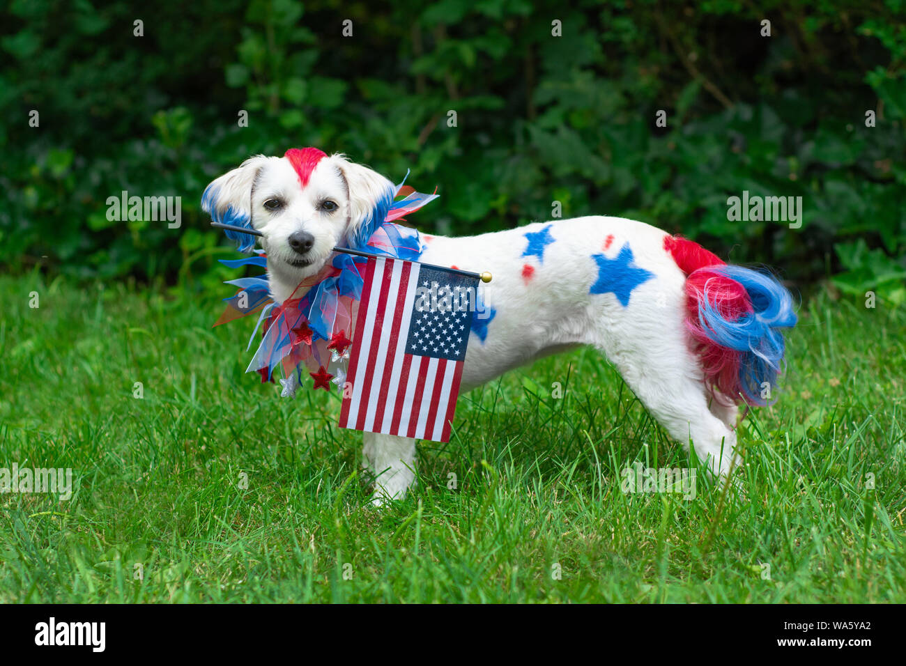Small dog standing while holding the american flag outside Stock Photo ...