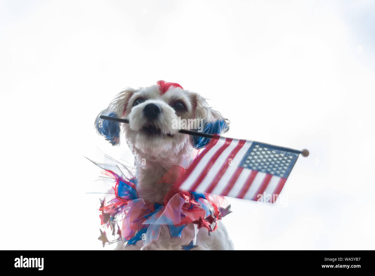 Cute little dog holding the american flag with white background Stock ...