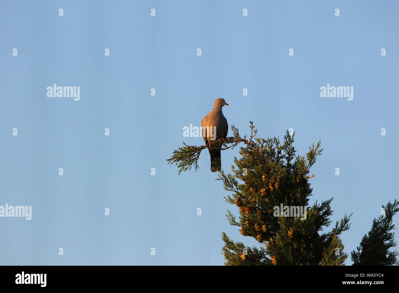 Collared mourning dove Latin streptopelia deaocto perched in a ...