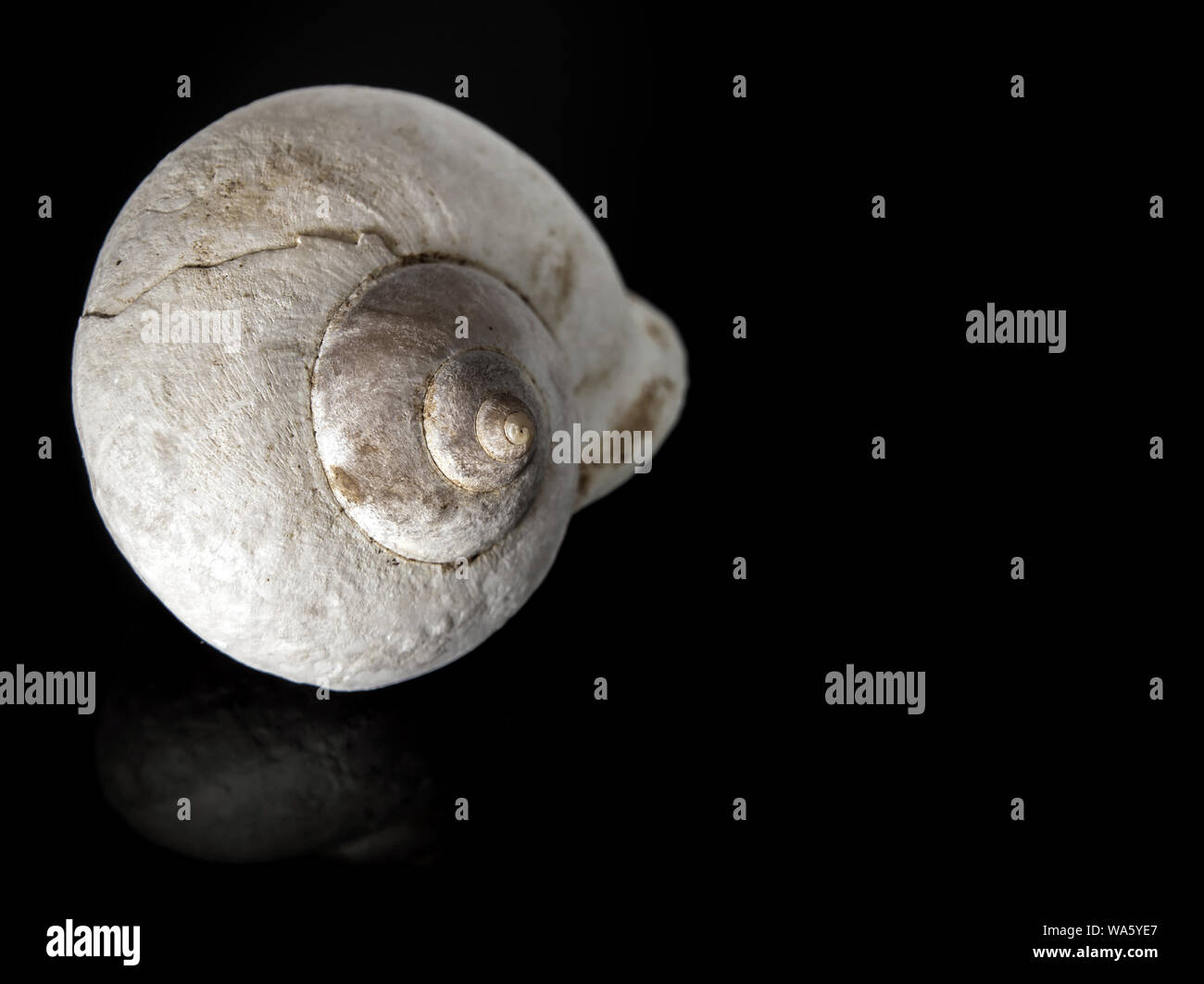 Fossil of Land snail shell on black background Stock Photo - Alamy