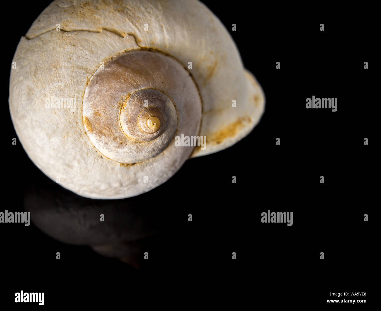 Fossil of Land snail shell on black background Stock Photo - Alamy