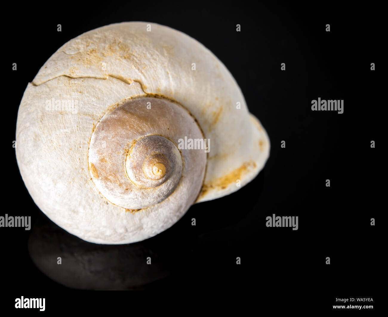 Fossil of Land snail shell on black background Stock Photo - Alamy
