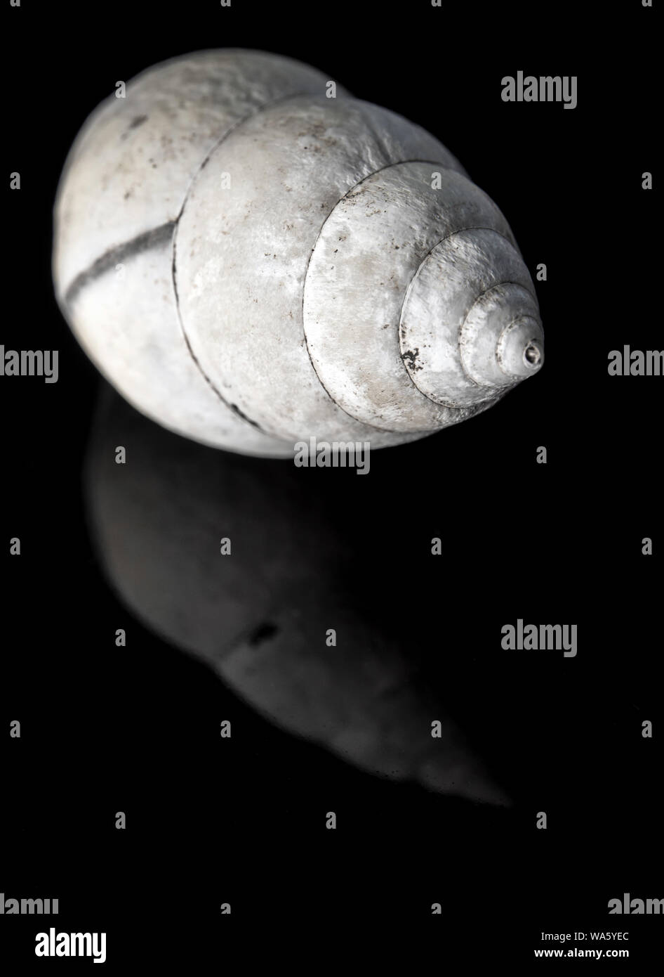 Fossil of Land snail shell on black background Stock Photo - Alamy