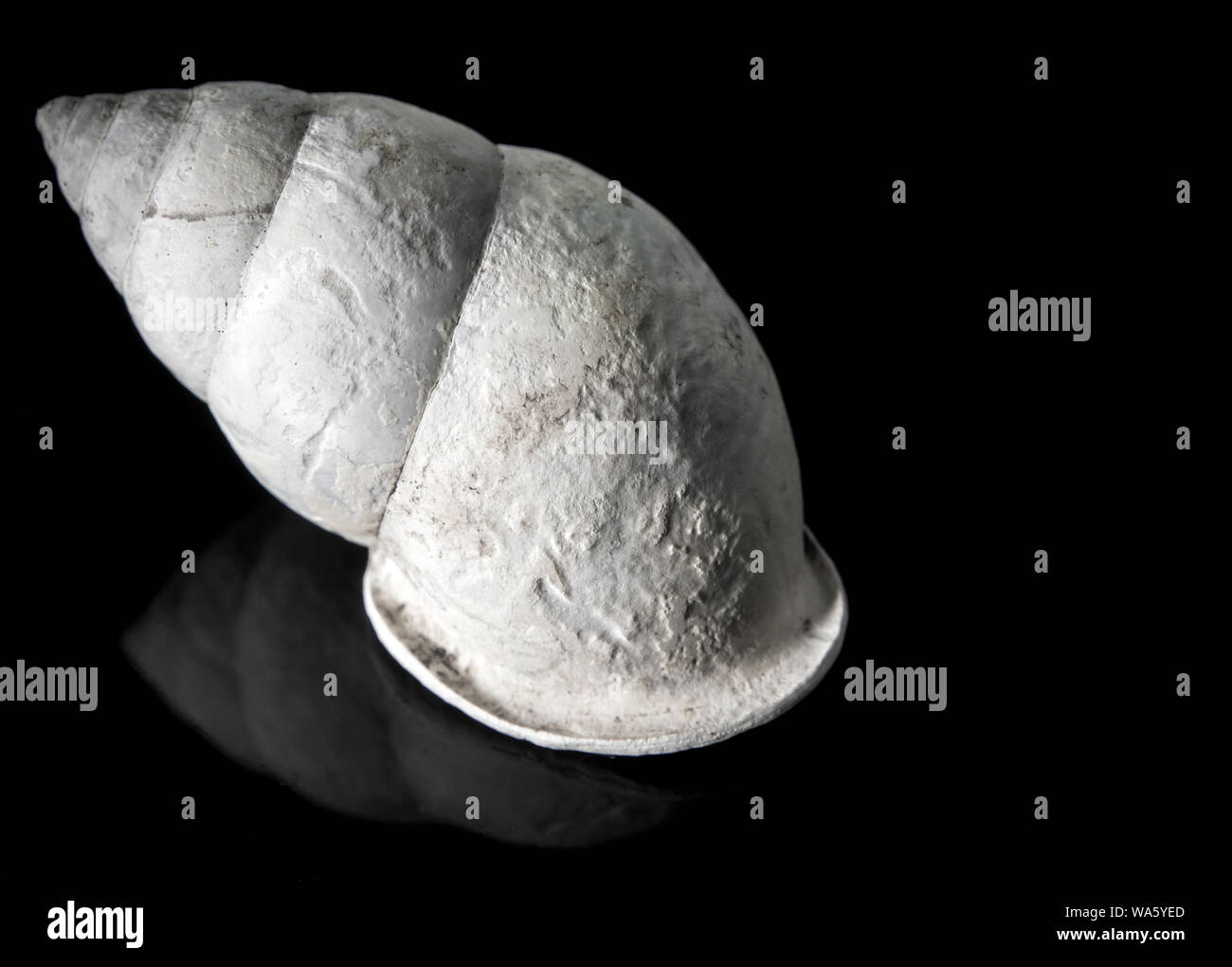 Fossil of Land snail shell on black background Stock Photo - Alamy
