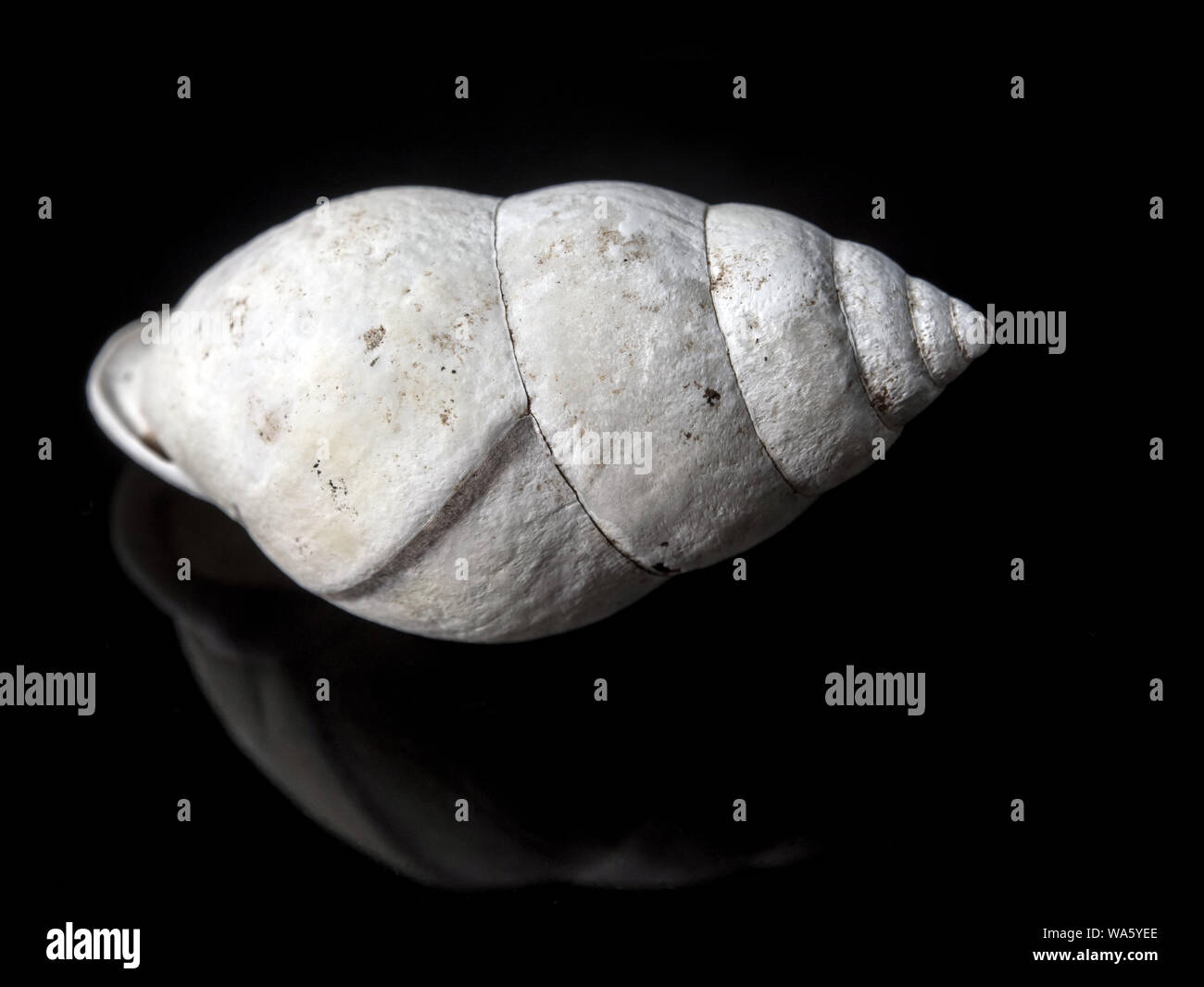 Fossil of Land snail shell on black background Stock Photo - Alamy