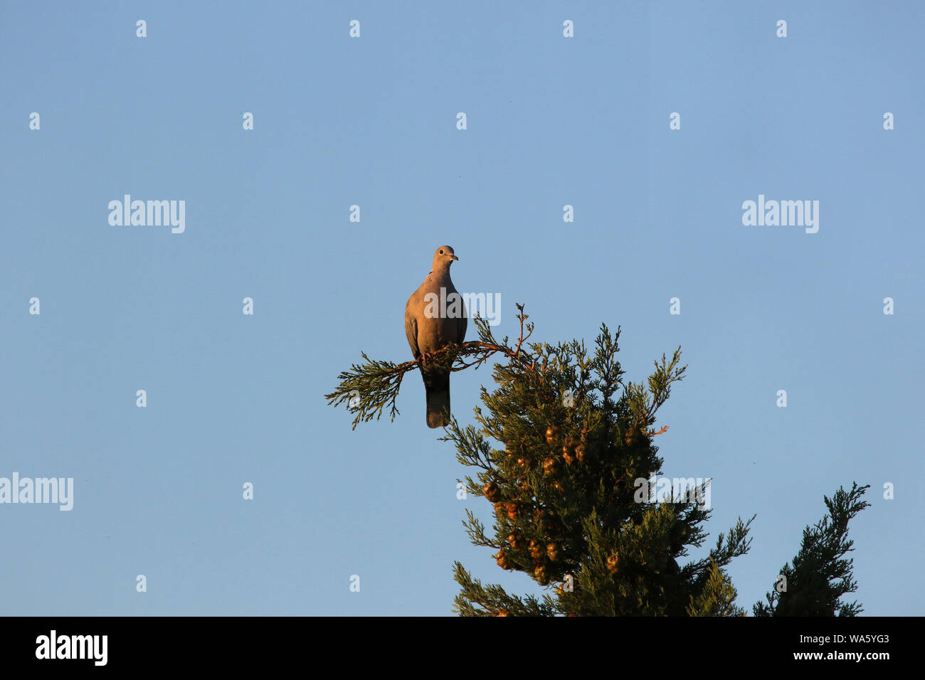 Collared mourning dove Latin streptopelia deaocto perched in a ...
