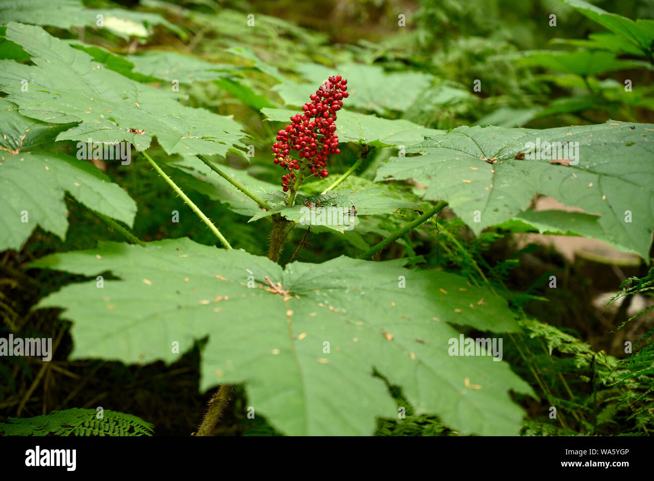 Close up photo of devil's club (Oplopanax horridus) leaves and fruit in ...