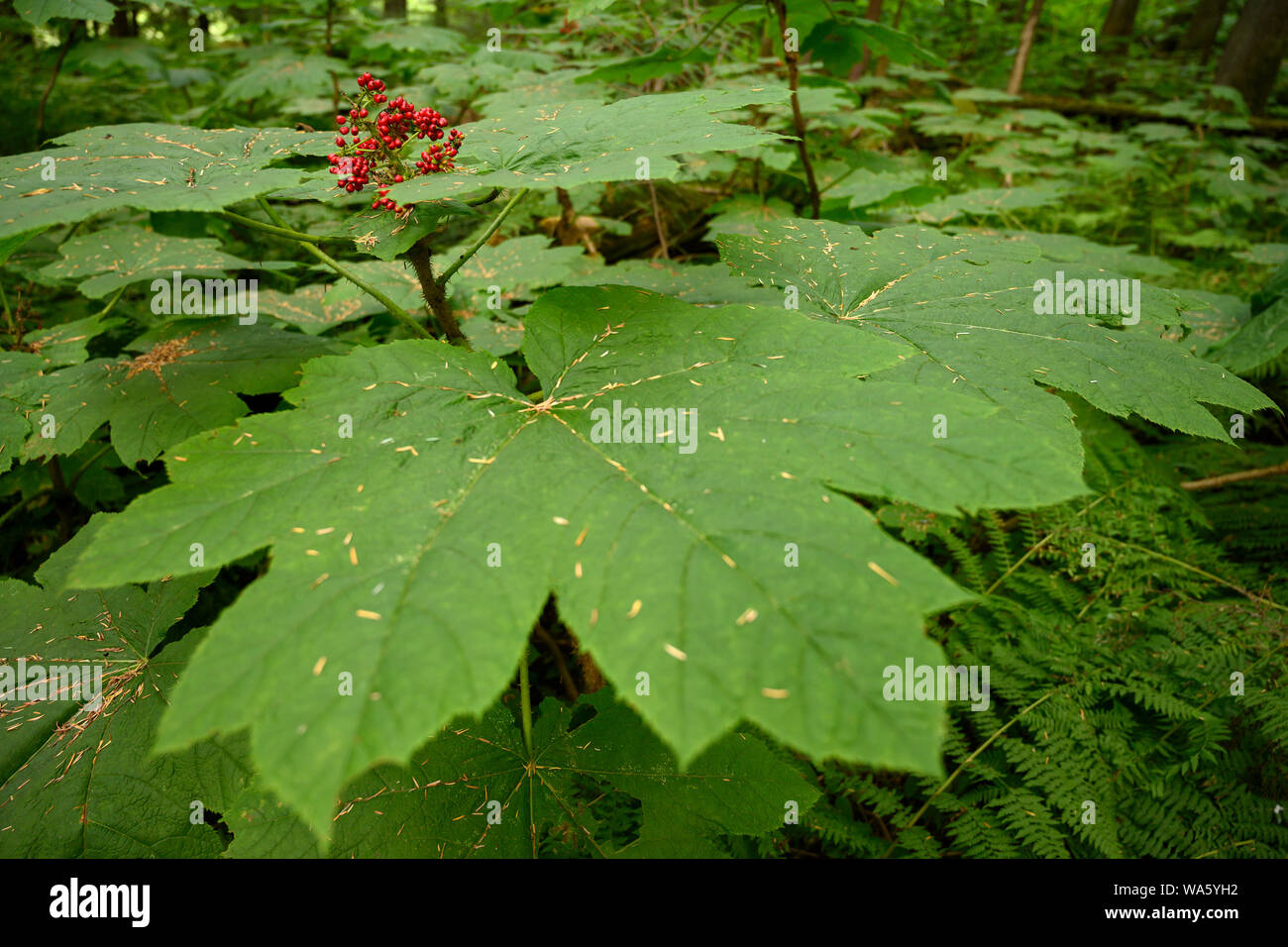 Close up photo of devil's club (Oplopanax horridus) leaves and fruit in ...