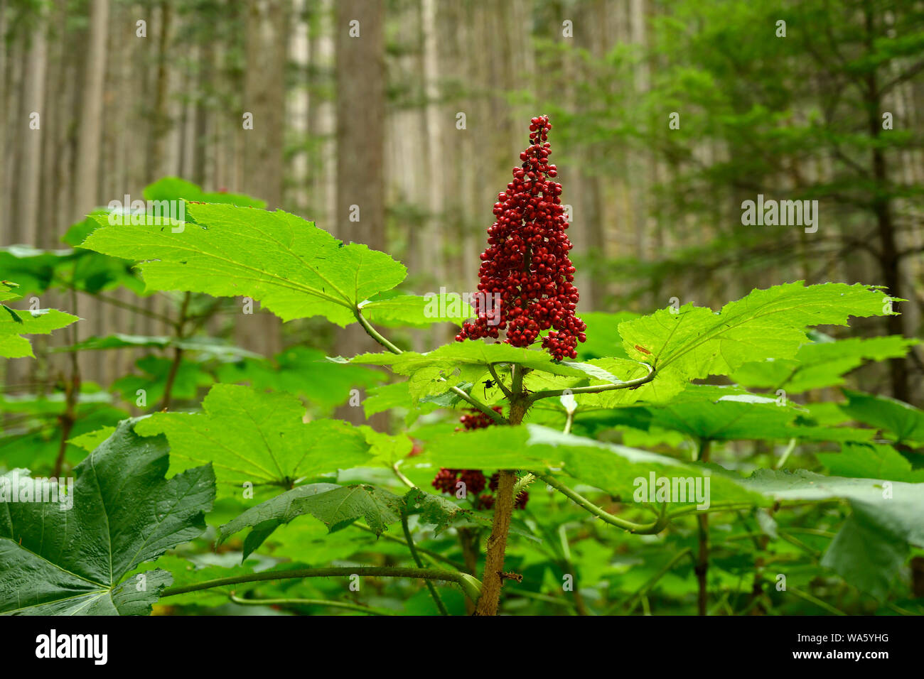 Close up photo of devil's club (Oplopanax horridus) leaves and fruit in ...