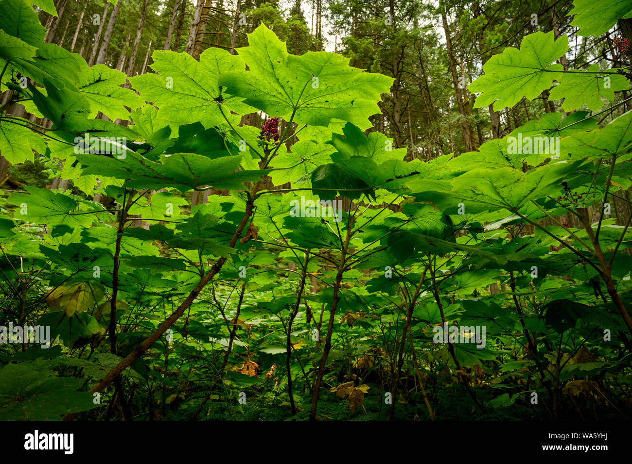 Close up photo of devil's club (Oplopanax horridus) leaves and fruit in ...