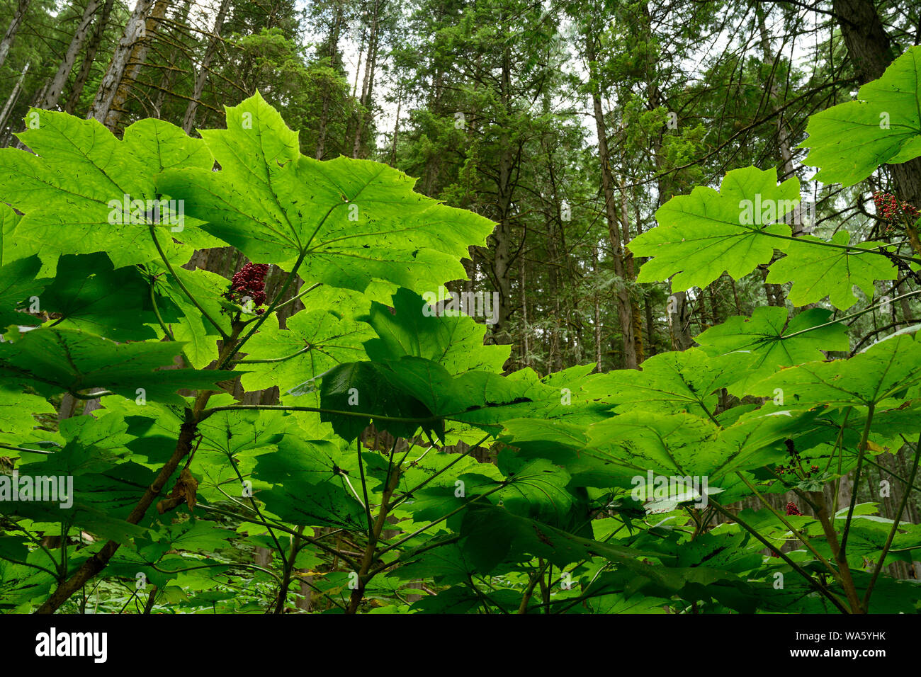 Devil's club bush hi-res stock photography and images - Alamy