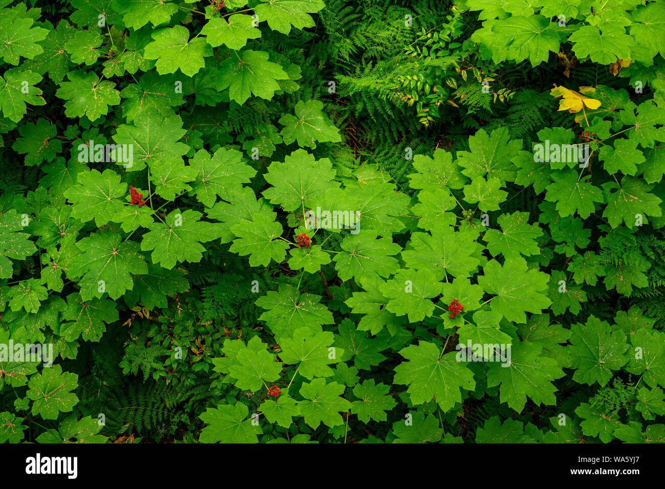 Devil's club bush hi-res stock photography and images - Alamy