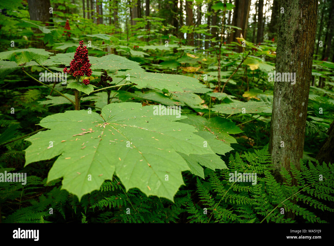 Close up photo of devil's club (Oplopanax horridus) leaves and fruit in ...