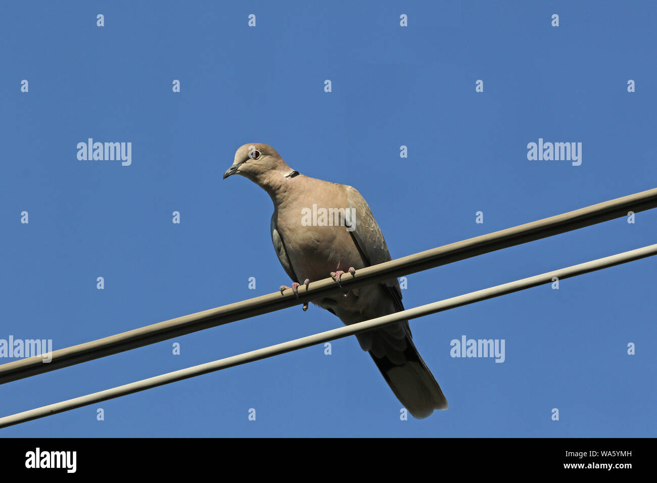 Columbidae Species High Resolution Stock Photography and Images - Alamy