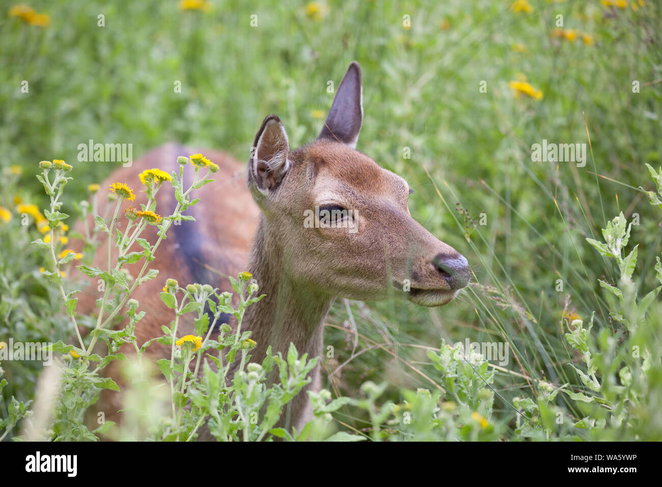 British deer species hi-res stock photography and images - Alamy