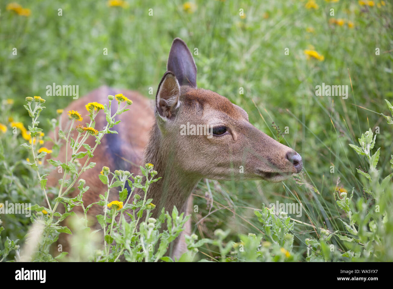 British native deer species hi-res stock photography and images - Alamy British native deer species hi-res stock photography and images - Alamy