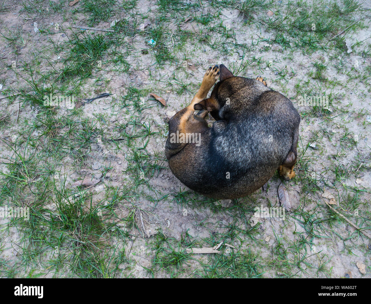 back of dog scratching on the floor Stock Photo - Alamy