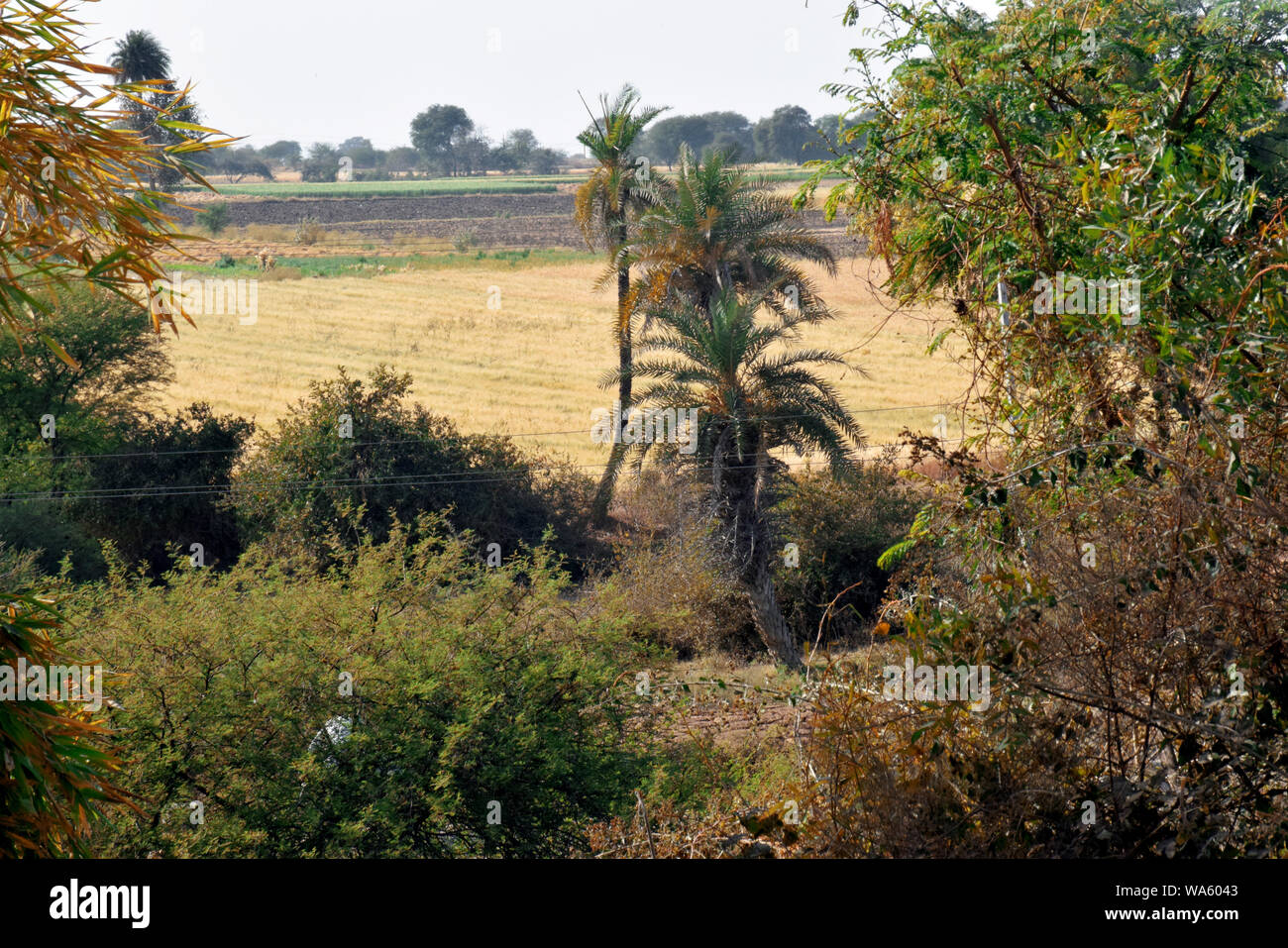 Indian palm trees hi-res stock photography and images - Alamy