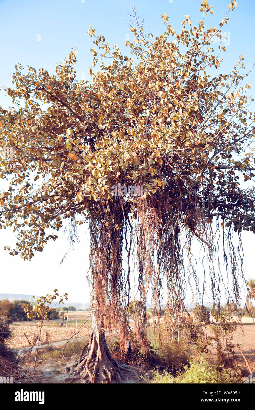 A large tree trunk of great banyan tree growing with white sky Stock ...