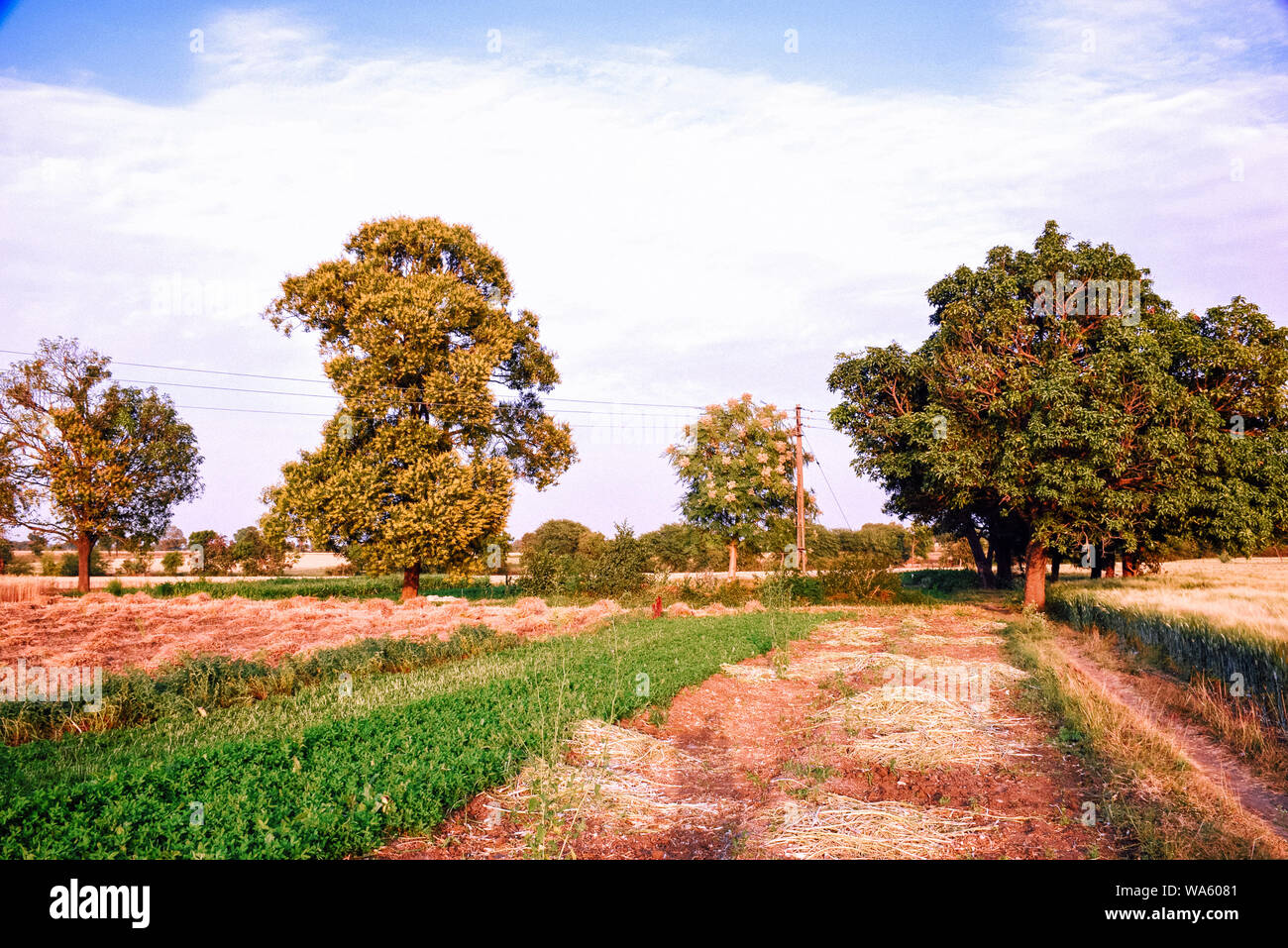 India mango trees hi-res stock photography and images - Alamy