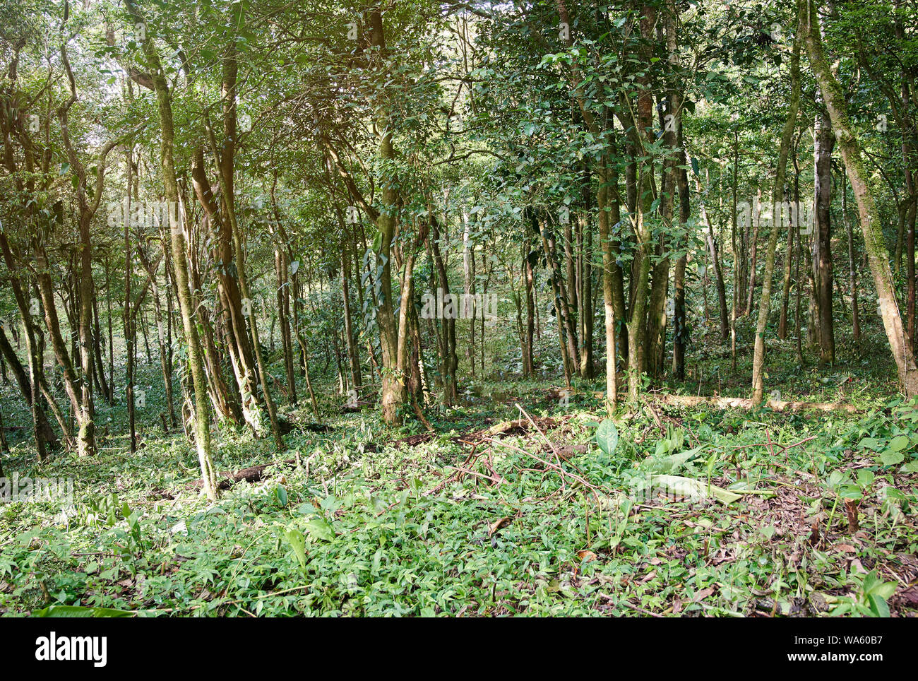 Cleaning forest hi-res stock photography and images - Alamy