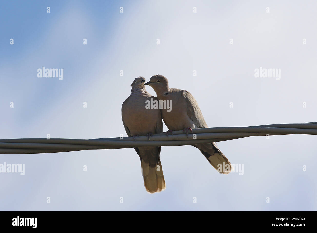 Doves mating hi-res stock photography and images - Alamy