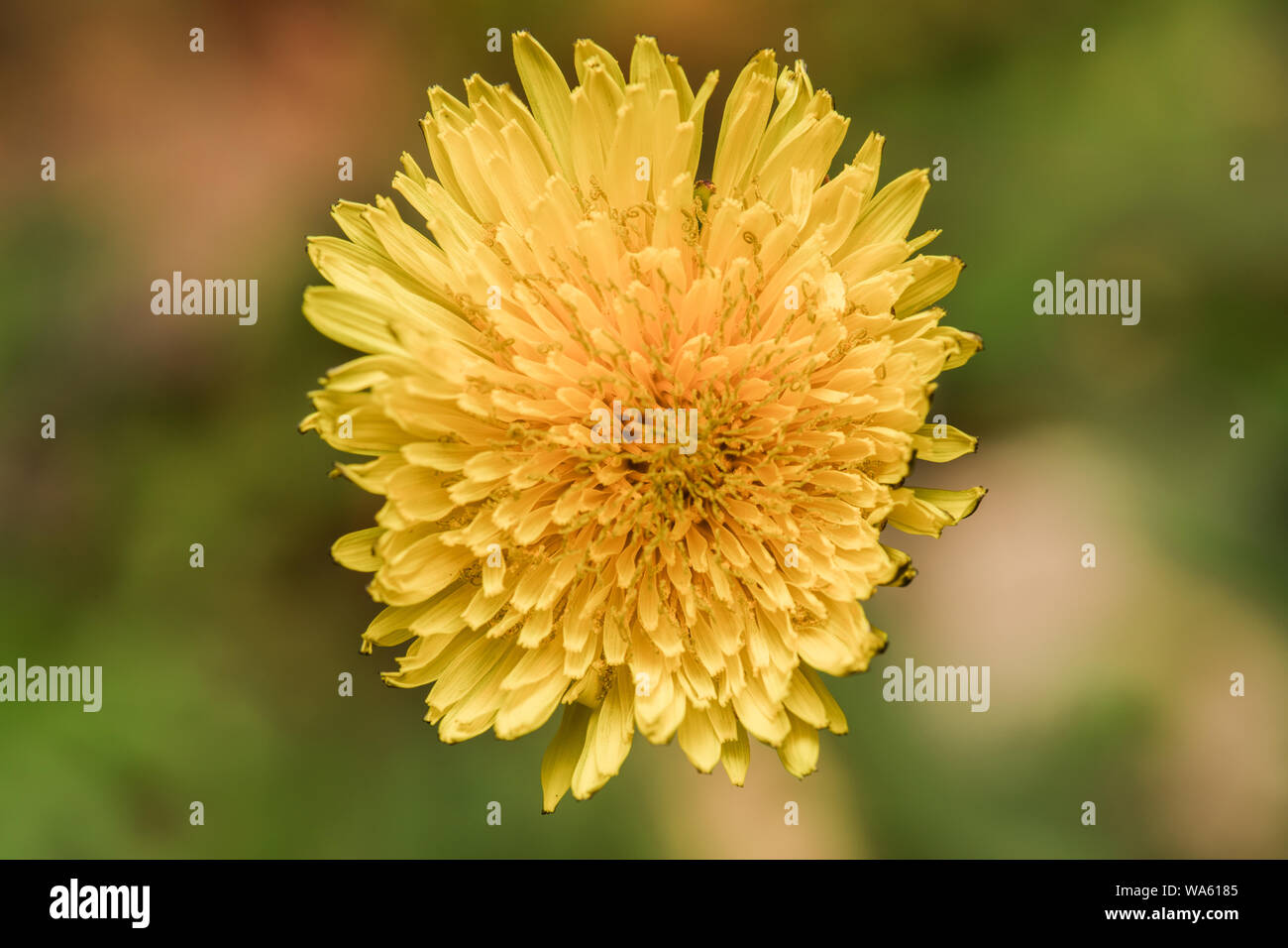 Top view macro yellow hi-res stock photography and images - Alamy