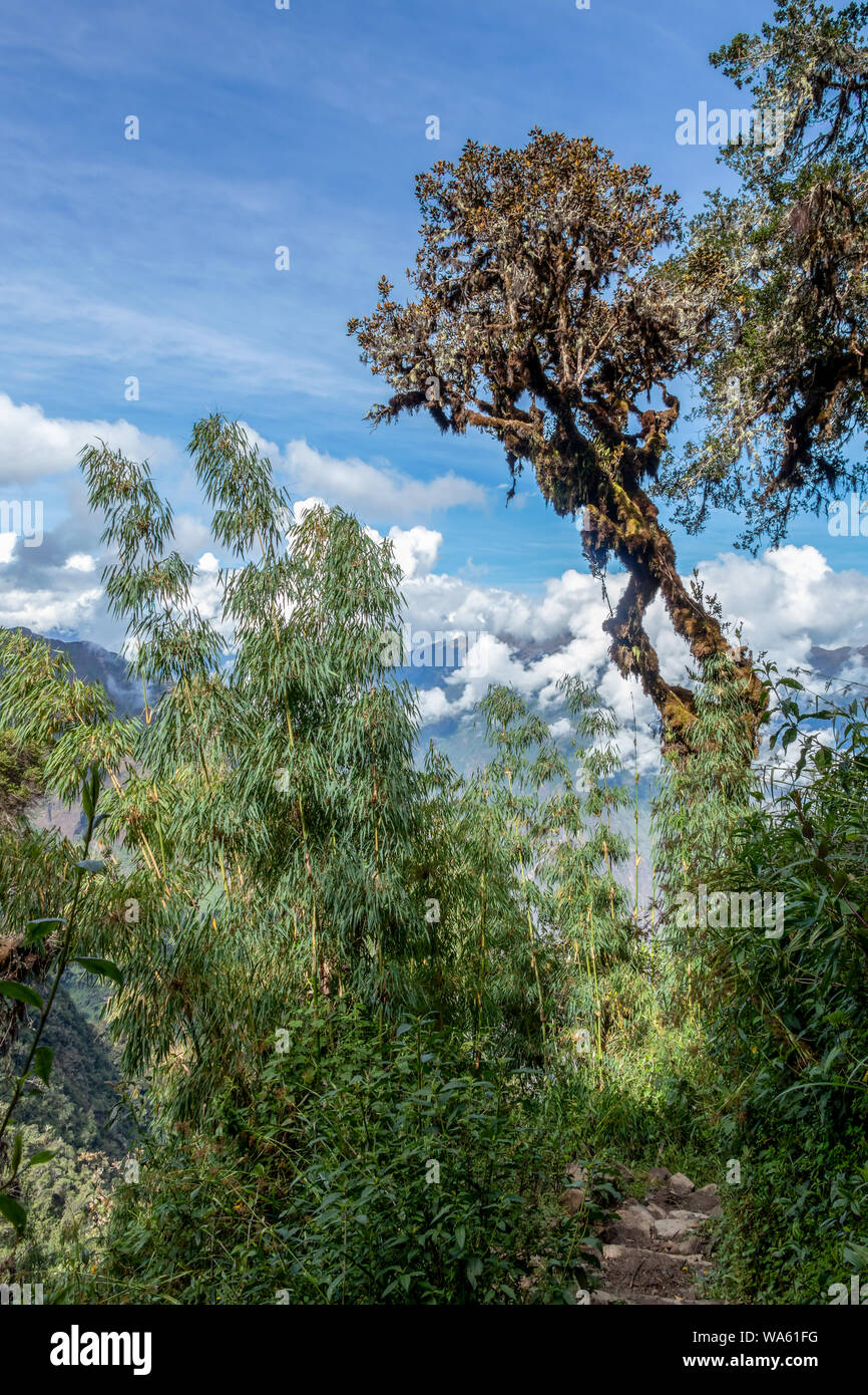 Amazon rainforest peru trek hi-res stock photography and images - Alamy