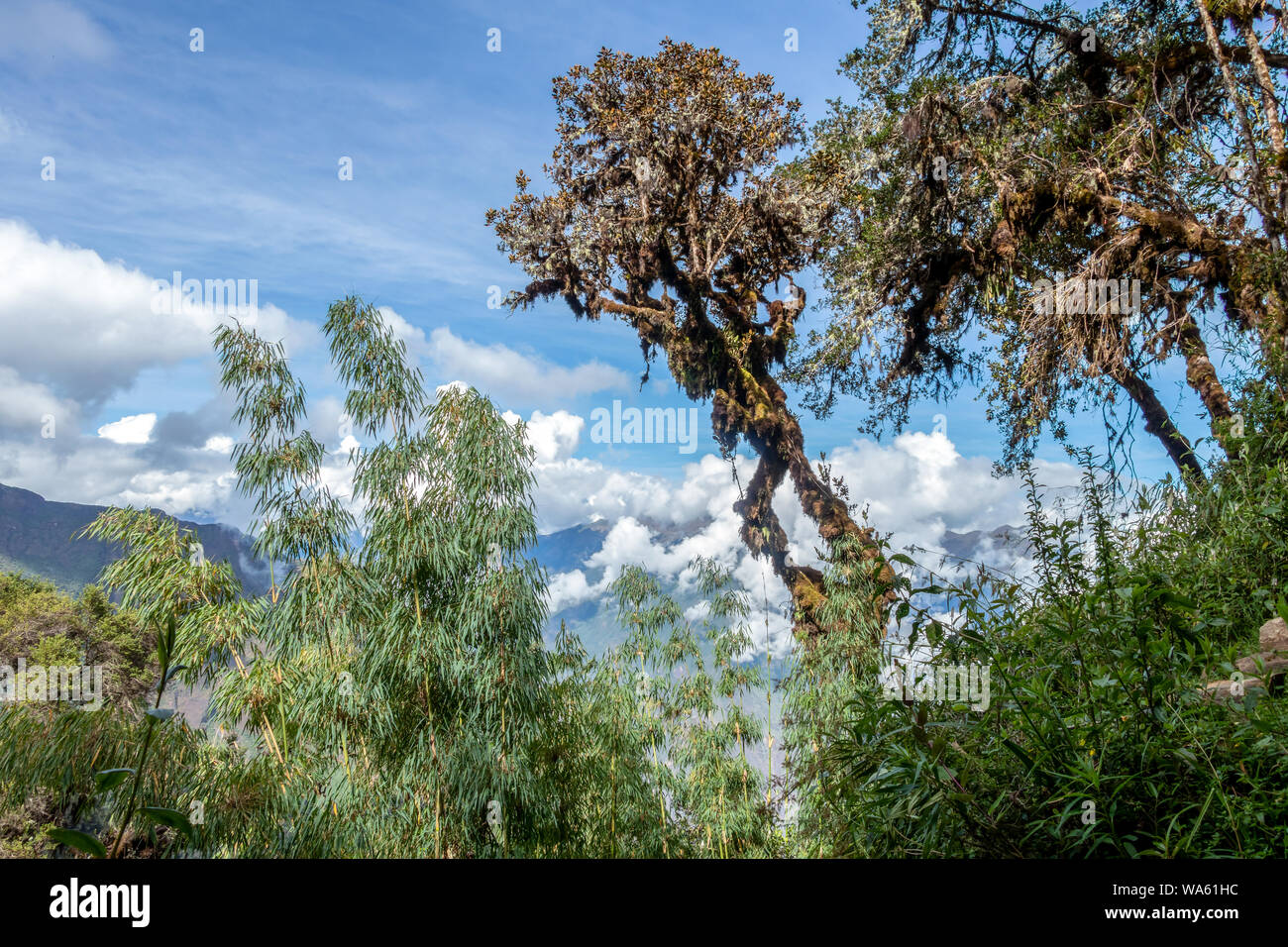 Amazon rainforest peru trek hi-res stock photography and images - Alamy