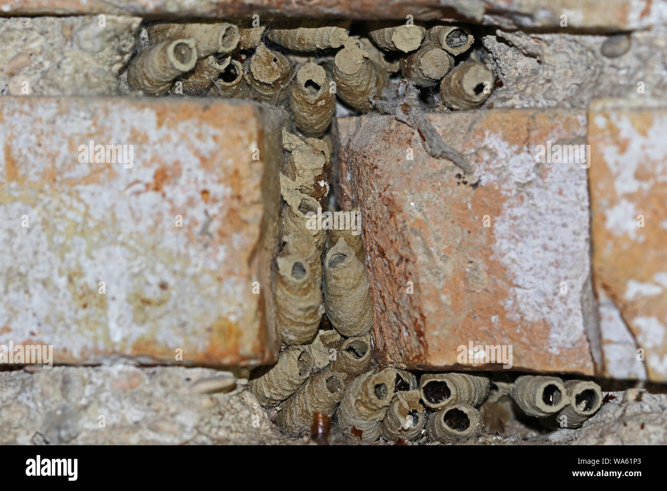 Wasp mud dauber nest hi-res stock photography and images - Alamy