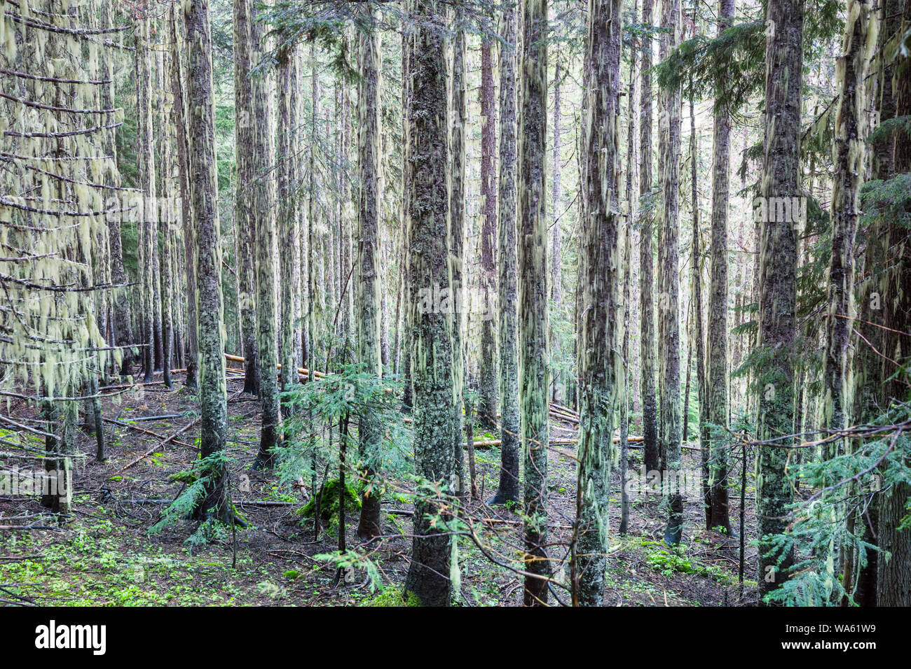 Rain forest with dense vegetation Stock Photo - Alamy