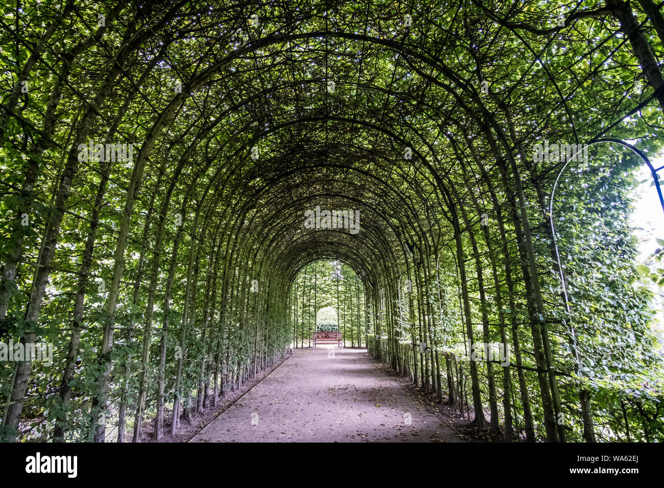 Walkway through tunnel filled with trees Stock Photo - Alamy