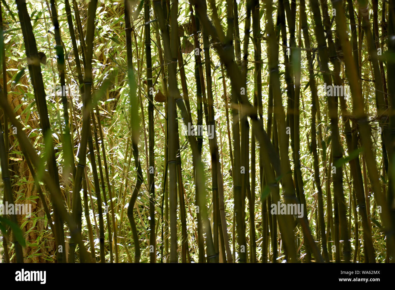 Beautiful scenery chinese japanese hi-res stock photography and images - Alamy