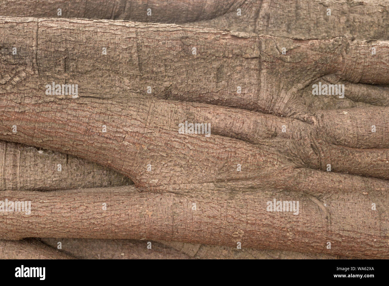 Tree root texture hi-res stock photography and images - Alamy