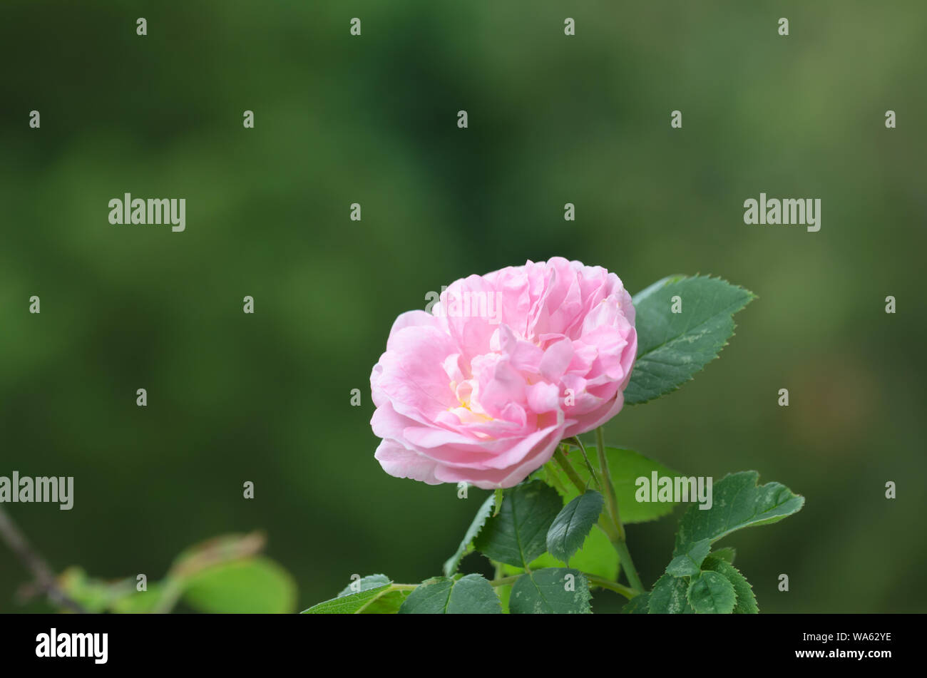 Pink rose flower head hi-res stock photography and images - Alamy