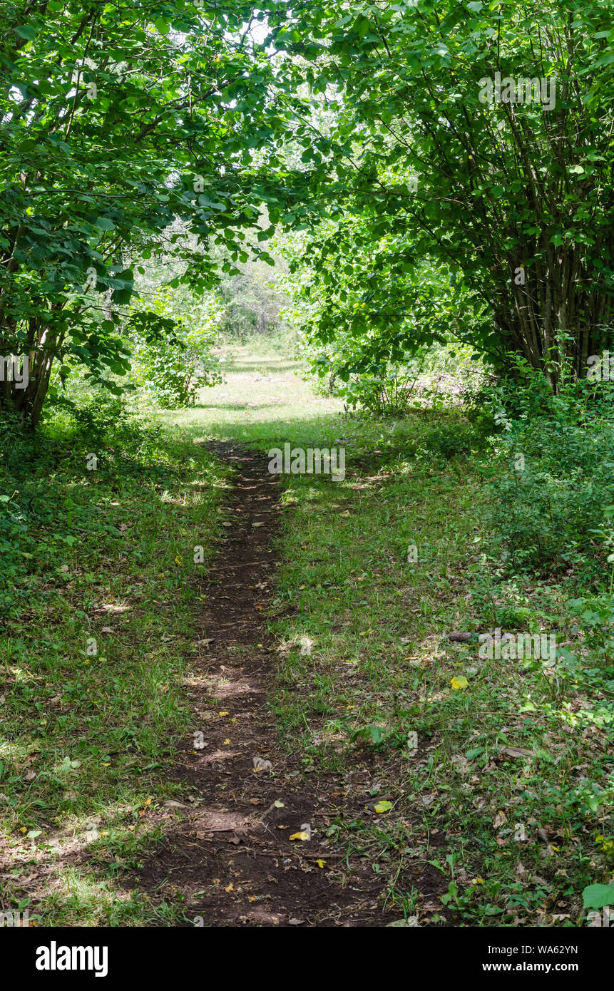 Cattle path hi-res stock photography and images - Alamy
